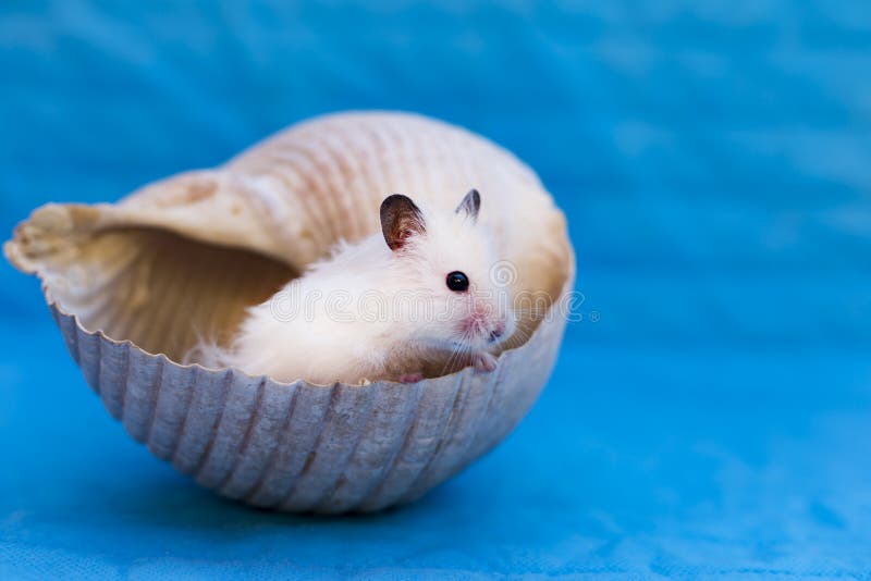 112 Sea Hamster Stock Photos - Free & Royalty-Free Stock Photos from ...