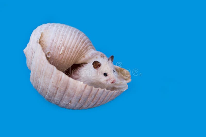 112 Sea Hamster Stock Photos - Free & Royalty-Free Stock Photos from ...