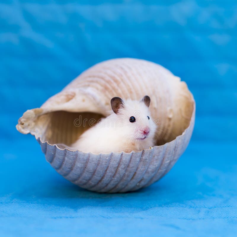 112 Sea Hamster Stock Photos - Free & Royalty-Free Stock Photos from ...