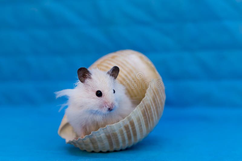 112 Sea Hamster Stock Photos - Free & Royalty-Free Stock Photos from ...