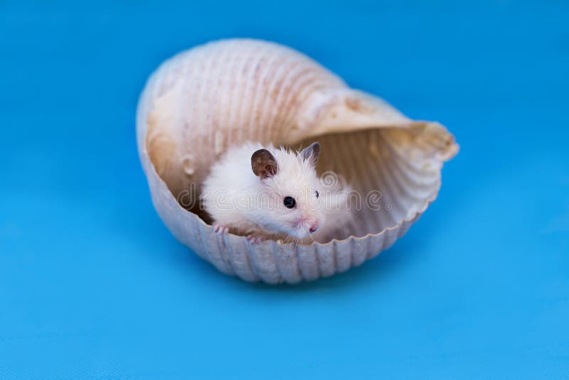 110 Sea Hamster Photos - Free & Royalty-Free Stock Photos from Dreamstime