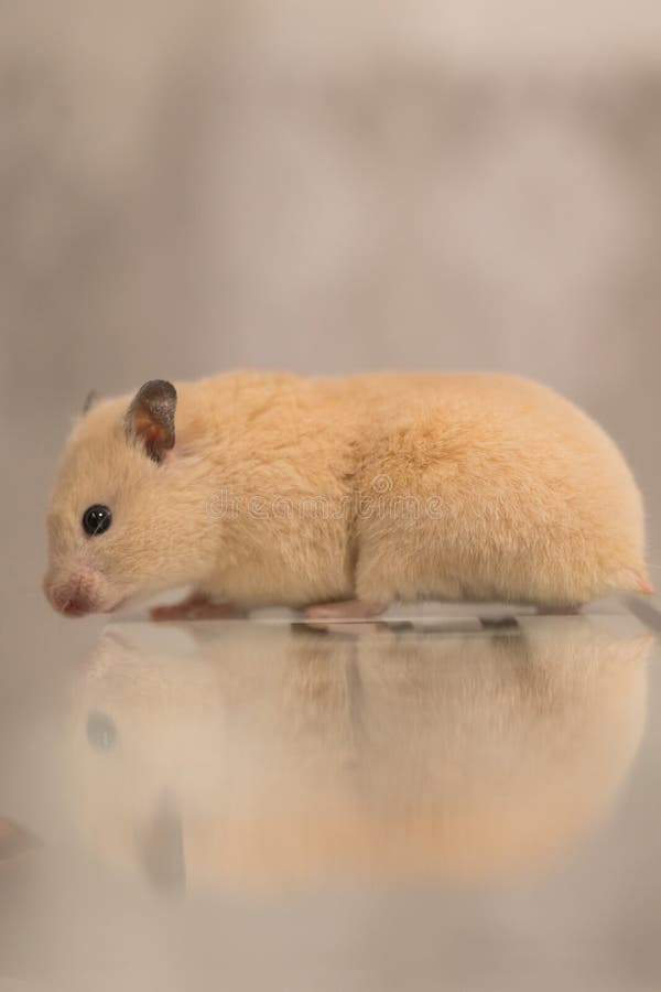 A Hamster Sits on a Table that Reflects it. Stock Photo - Image of ...
