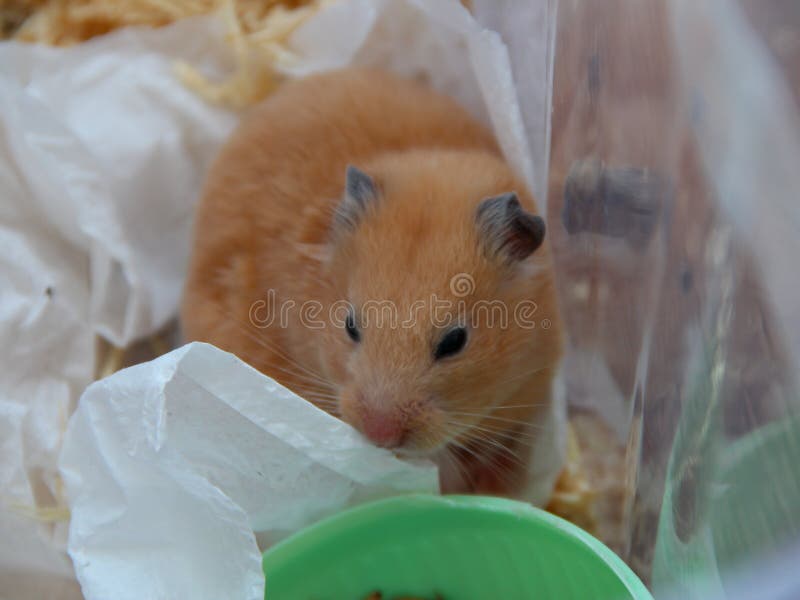 Hamster is Sitting in Its Container Stock Image - Image of hamster ...