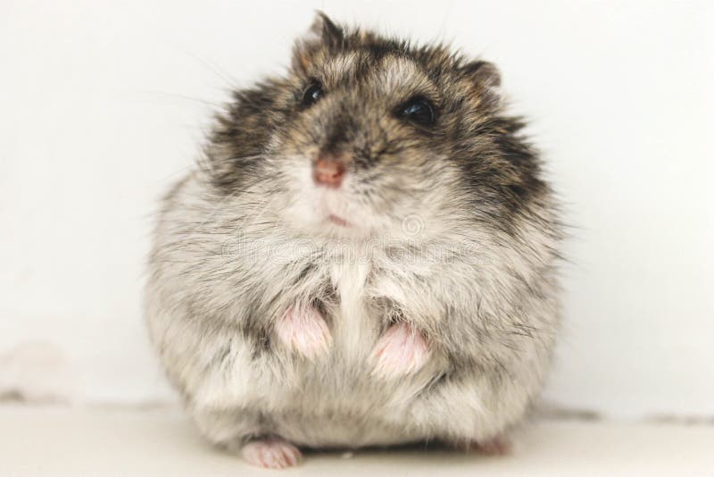 Hamster stock image. Image of cute, rodent, small, animal - 49513815