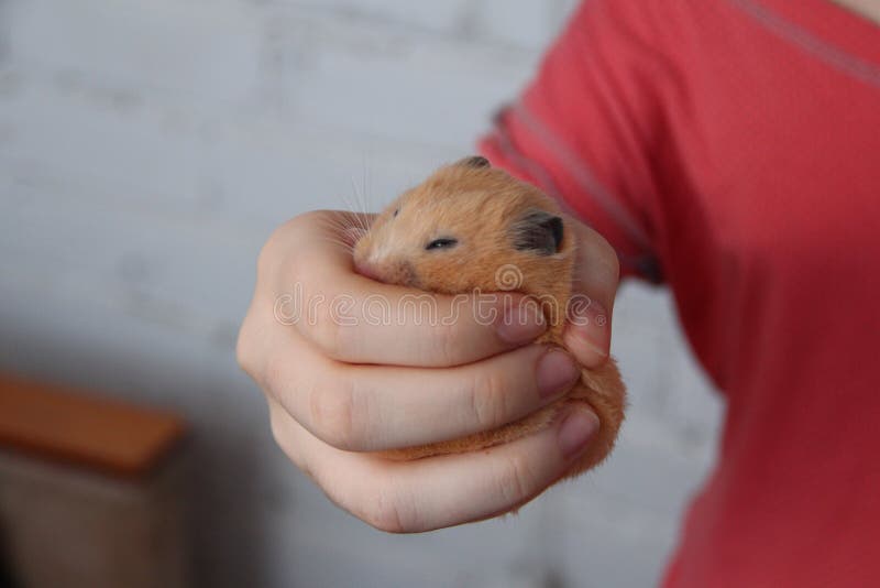 Hamster Sleeping in Girl S Hand Stock Photo - Image of happy, baby ...
