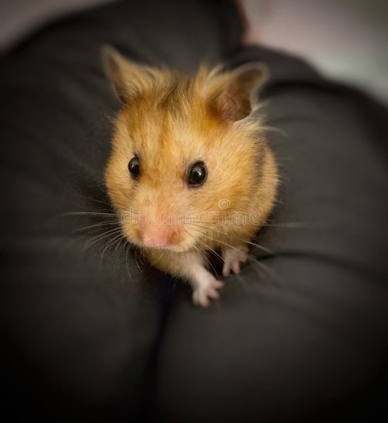 Hamster stock image. Image of staring, brown, gerbil - 258990429
