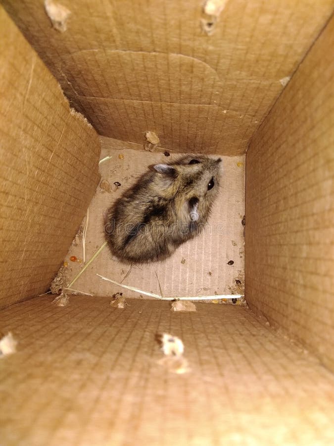 Hamster small stock photo. Image of bbvb, hamster, small - 96944436