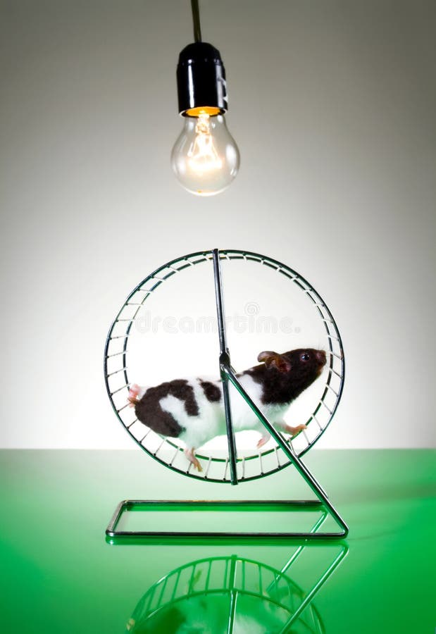 Hamster stock image. Image of generate, stunt, experiment - 45337057