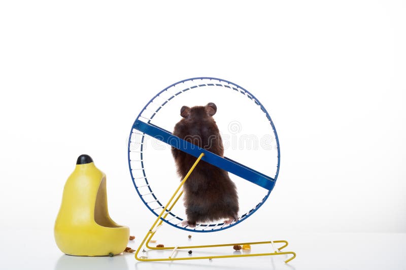 Hamster Standing with His Back Forward. the Hamster Stands on Its Hind ...