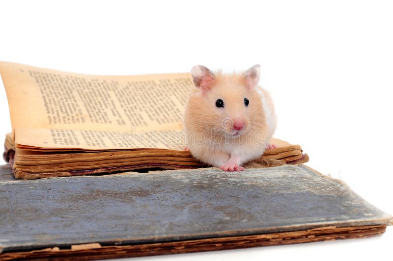 Black Hamster Reading a Book Stock Image - Image of page, high: 27966399