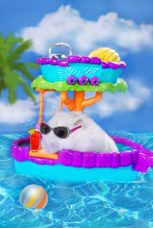 Hamster on summer holidays stock image. Image of summer - 49754845