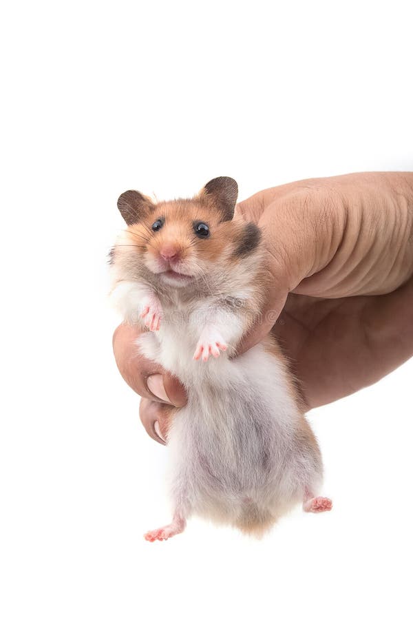 Hamster in hand stock photo. Image of careful, hand, domestic - 2143440