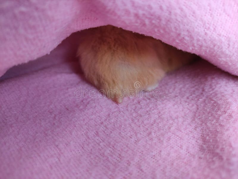 Hamster Tail Peeking Out from Under the Blanket Stock Photo - Image of ...
