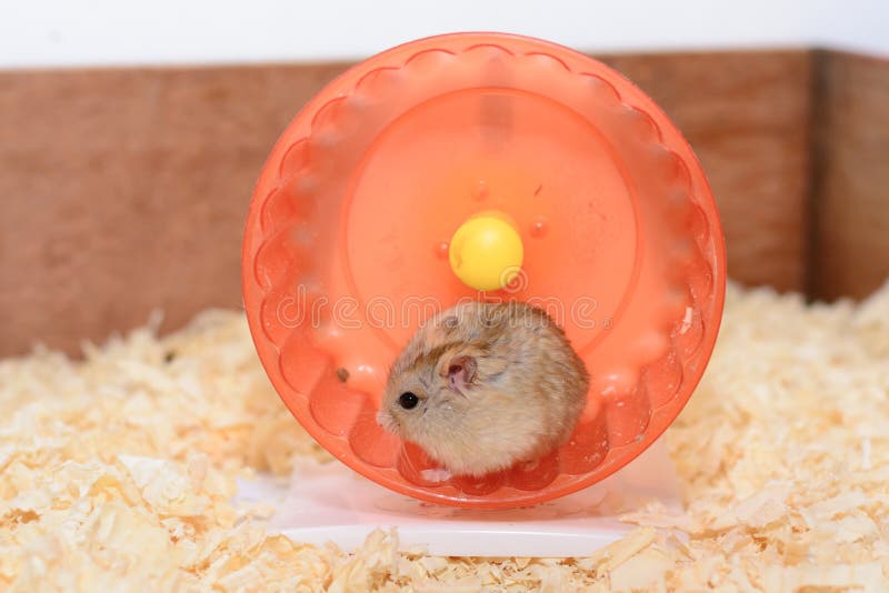 Hamster toy that s fun stock photo. Image of engine, buildings - 68718946