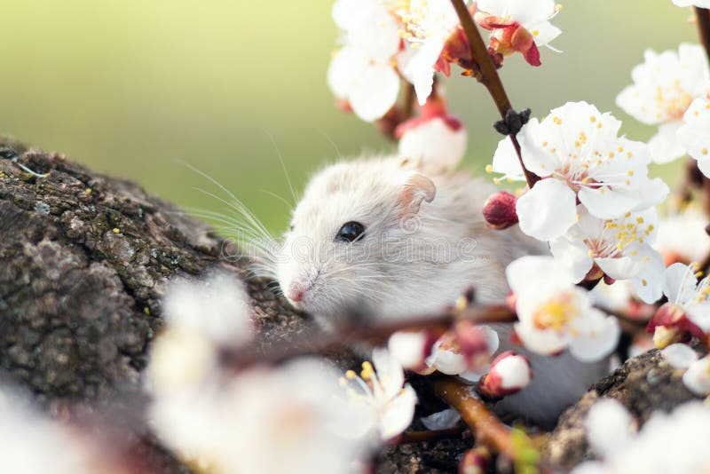 Hamster on a Tree among Flowering Branches Stock Image - Image of ...