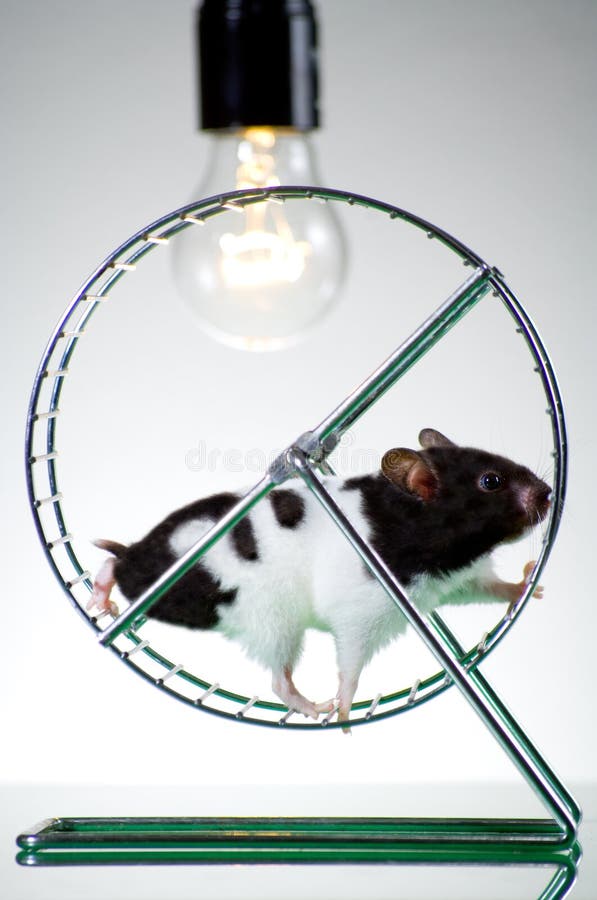 Hamster stock image. Image of electricity, stunt, watts - 45336791