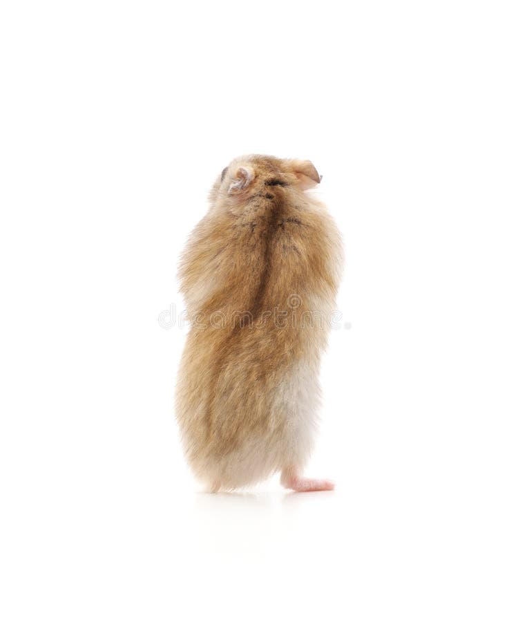 Hamster turned back stock photo. Image of back, closeup - 156323086