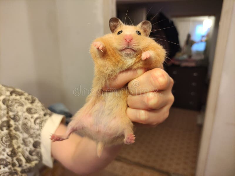 Hamster in a woman`s hand stock image. Image of concept - 235504449