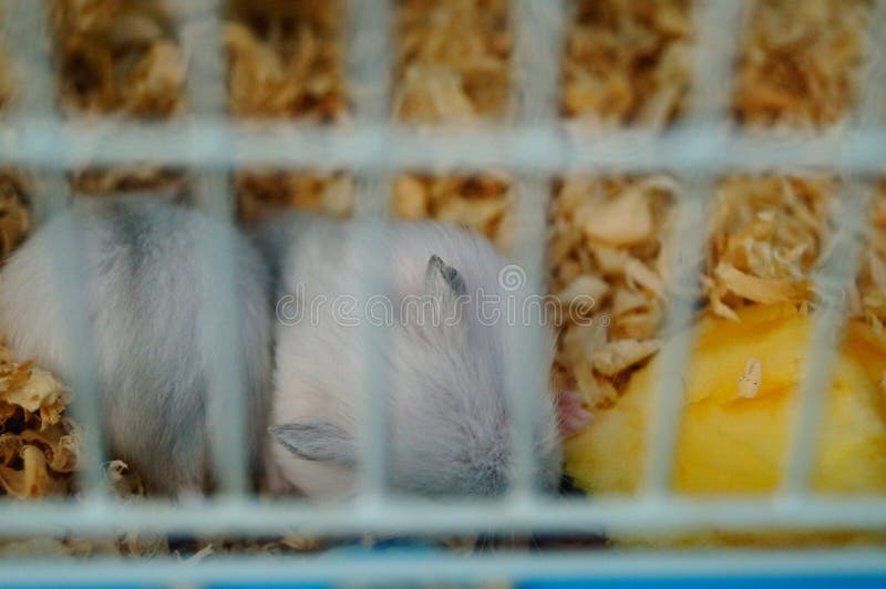 Hamsters Move about in Their Cages Stock Photo - Image of pets ...