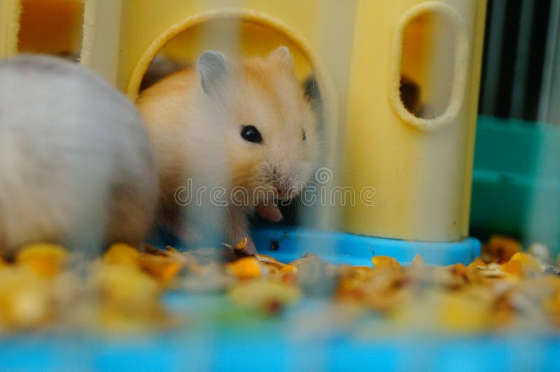 Hamsters Move about in Their Cages Stock Photo - Image of leisure ...