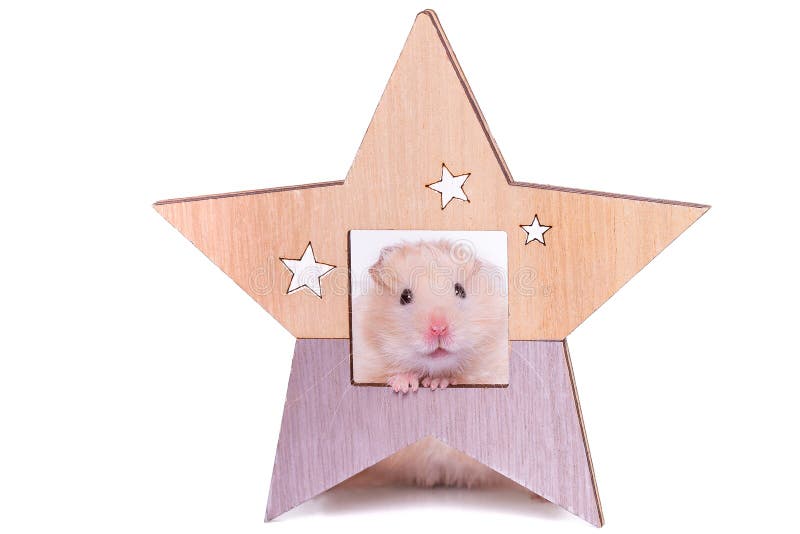 Hamster Christmas Star Stock Photos - Free & Royalty-Free Stock Photos ...
