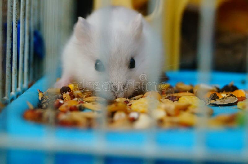 Hamsters Move about in Their Cages Stock Photo - Image of pets ...