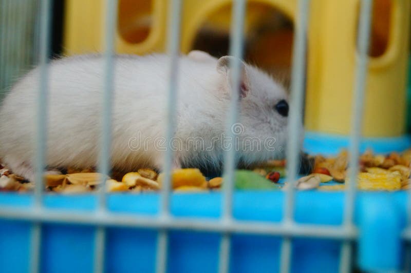 Hamsters Move about in Their Cages Stock Photo - Image of cute, mammals ...