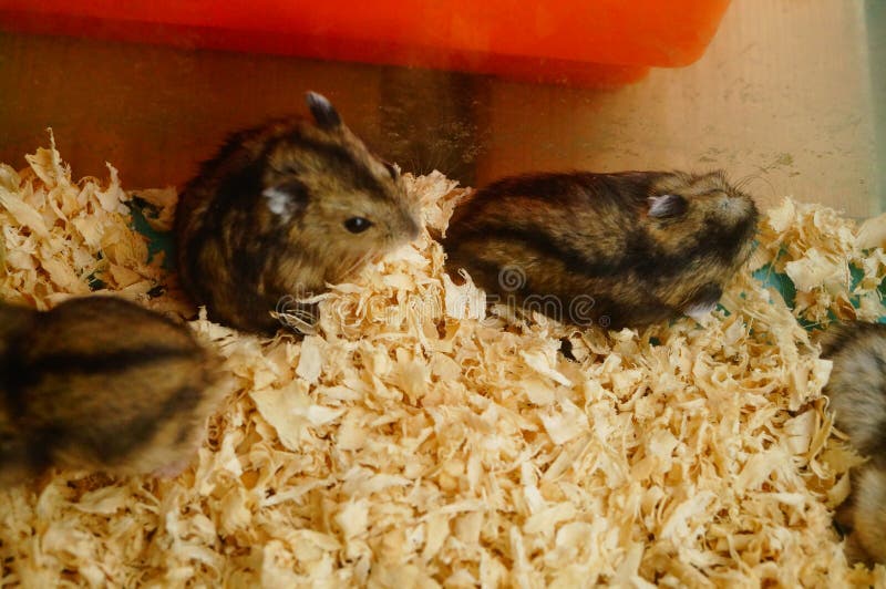 Hamsters are Playing. they are Funny and Cute Stock Image - Image of ...