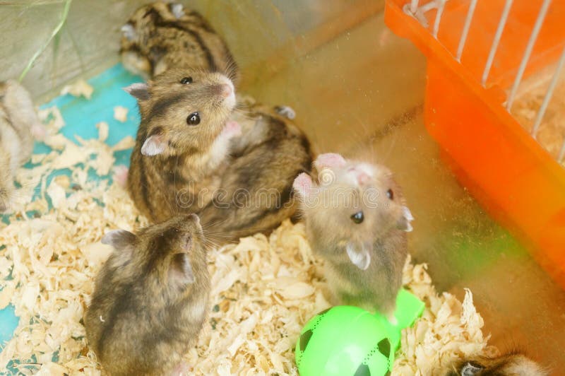 Hamsters are Playing. they are Funny and Cute Stock Photo - Image of ...