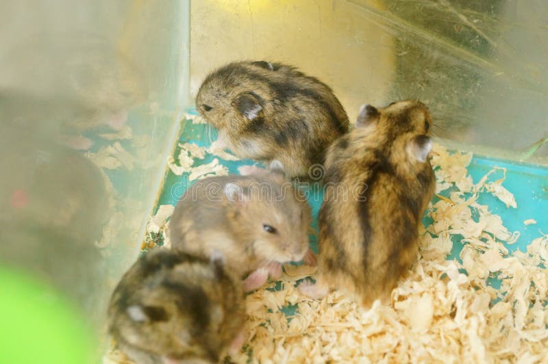 Hamsters are Playing. they are Funny and Cute Stock Photo - Image of ...