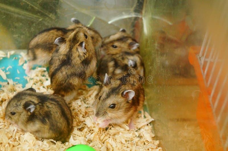 Hamsters are Playing. they are Funny and Cute Stock Photo - Image of ...