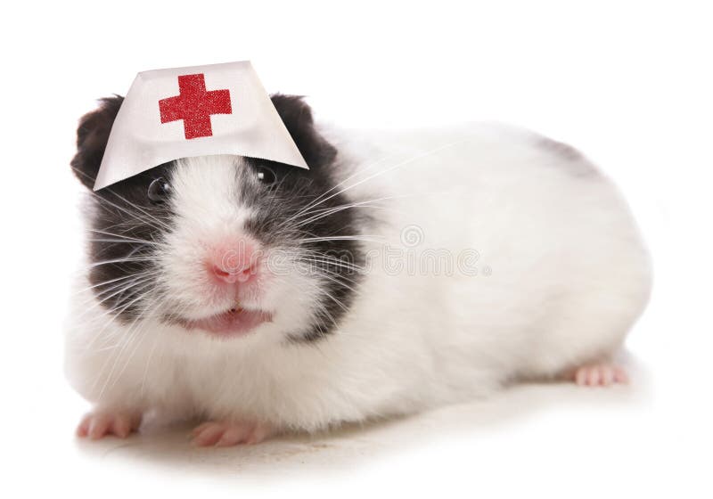 Hamster Cross-ras fotografering för bildbyråer. Bild av whisky - 159142639