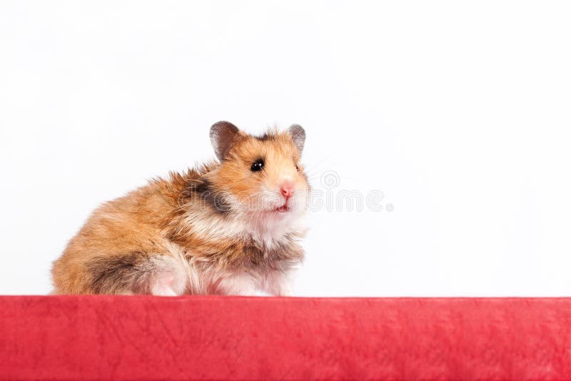 Hamsterzitting op de doos stock foto. Image of beeld - 68971292