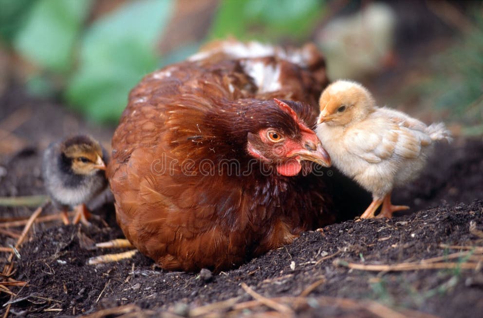 Portrait of a Hen with Her Chick Raised Outdoors Stock Image - Image of ...