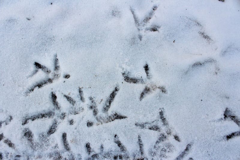 Chicken Tracks Stock Photos - Free & Royalty-Free Stock Photos from ...