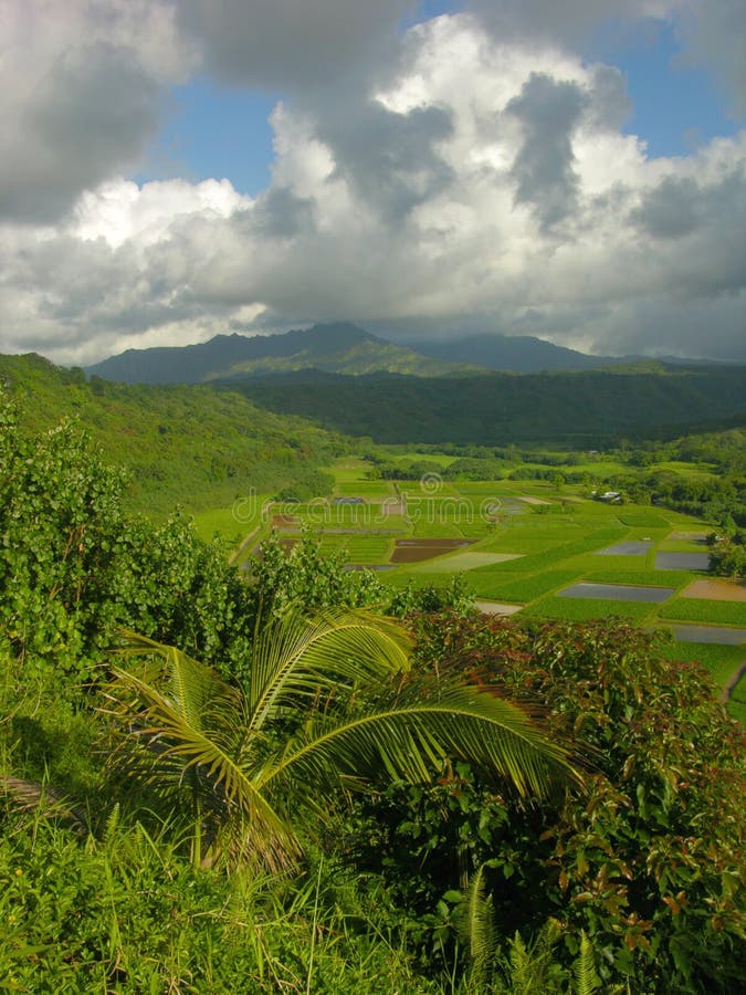 Hanalei Valley, Kauai stock photo. Image of islands, taro - 7971324