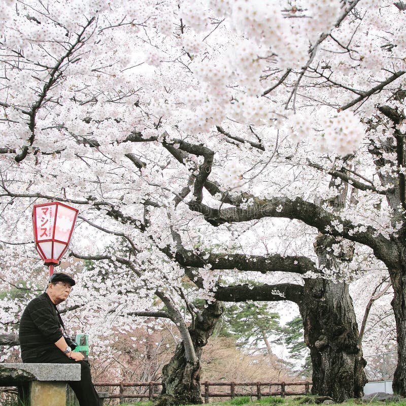 Hanami editorial photo. Image of spring, japan, hanami - 86449171