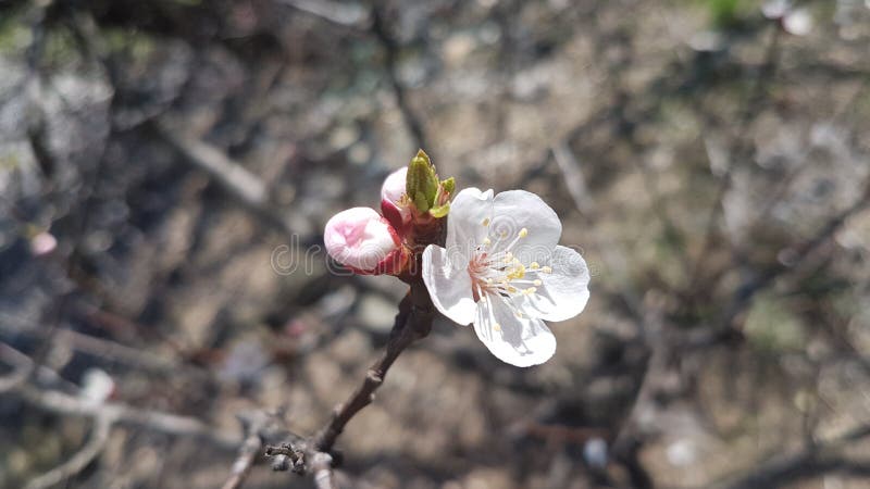 Hanami. Flowers and Buds on Spring Branches Like Sakura Cherry Blossoms ...