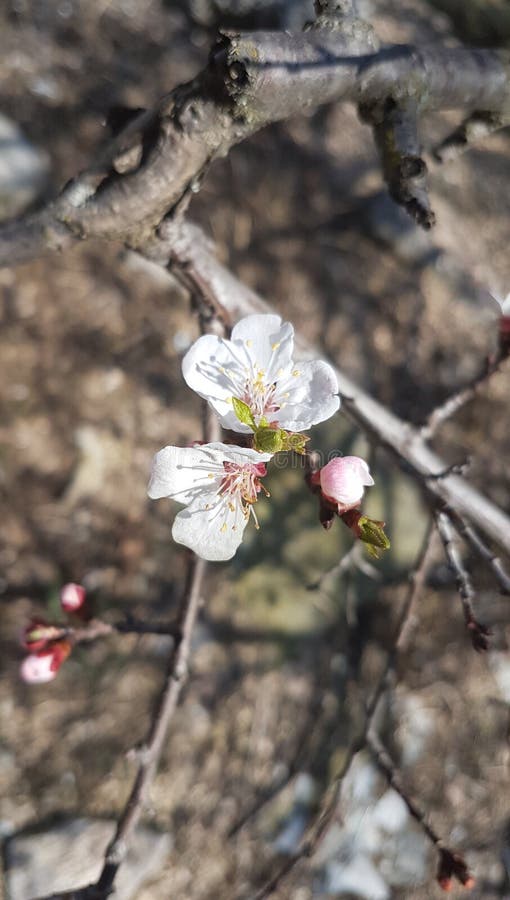 Hanami. Flowers and Buds on Spring Branches Like Sakura Cherry Blossoms ...