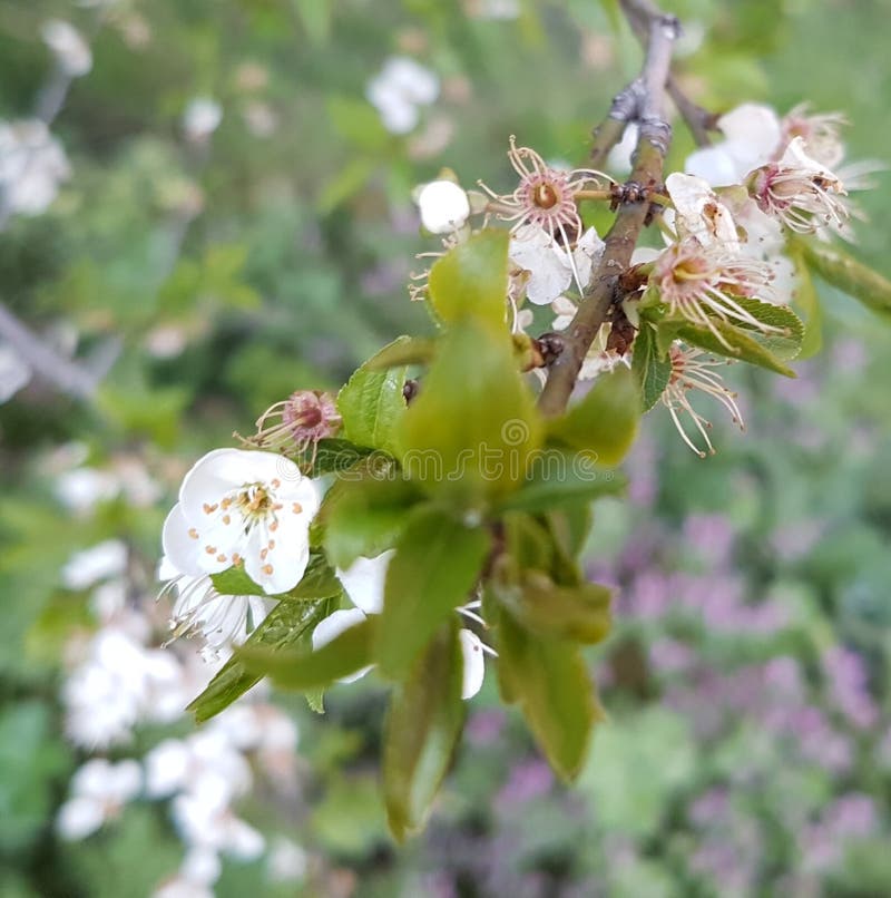 Hanami. Flowers and Buds on Spring Branches Like Sakura Cherry Blossoms ...