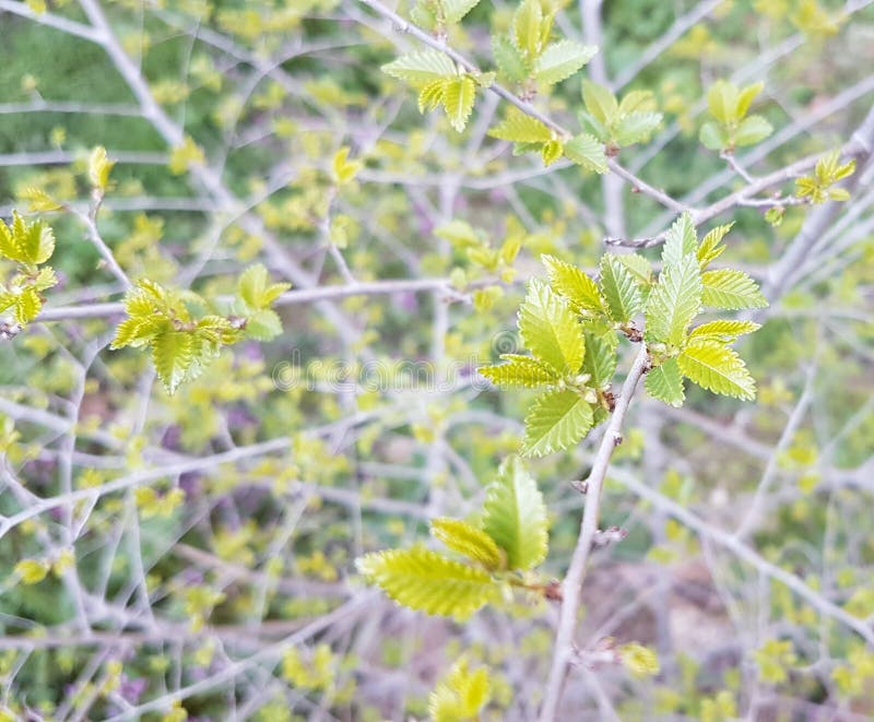 Hanami. Flowers and Buds on Spring Branches Like Sakura Cherry Blossoms ...