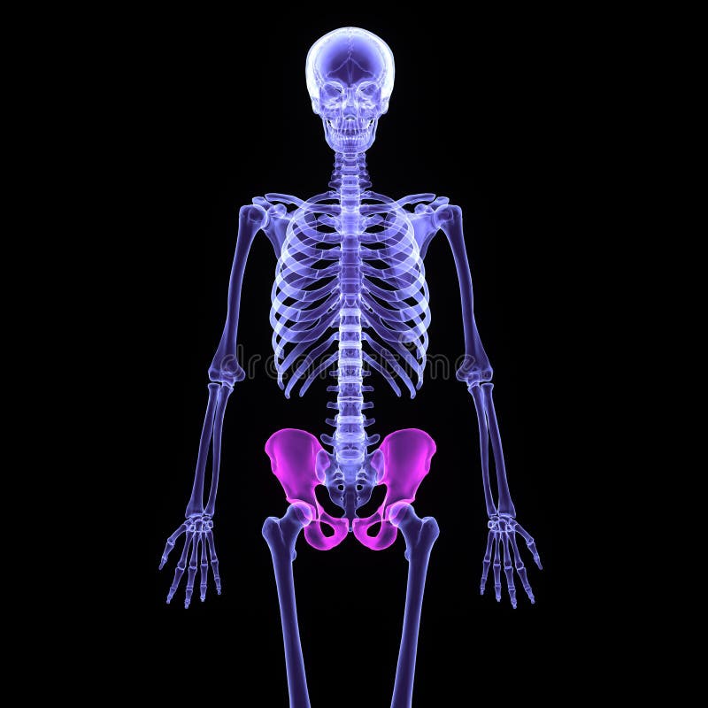 Hanches De Corps Humain De L'illustration 3d Illustration Stock ...