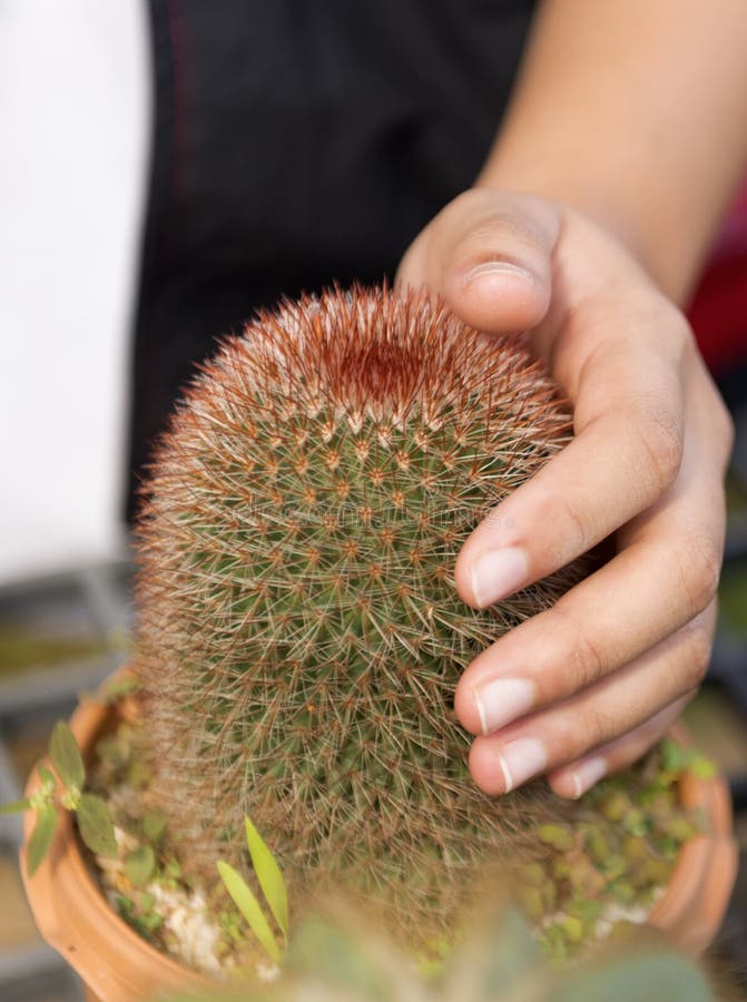 209 Hand Touch Cactus Stock Photos - Free & Royalty-Free Stock Photos ...