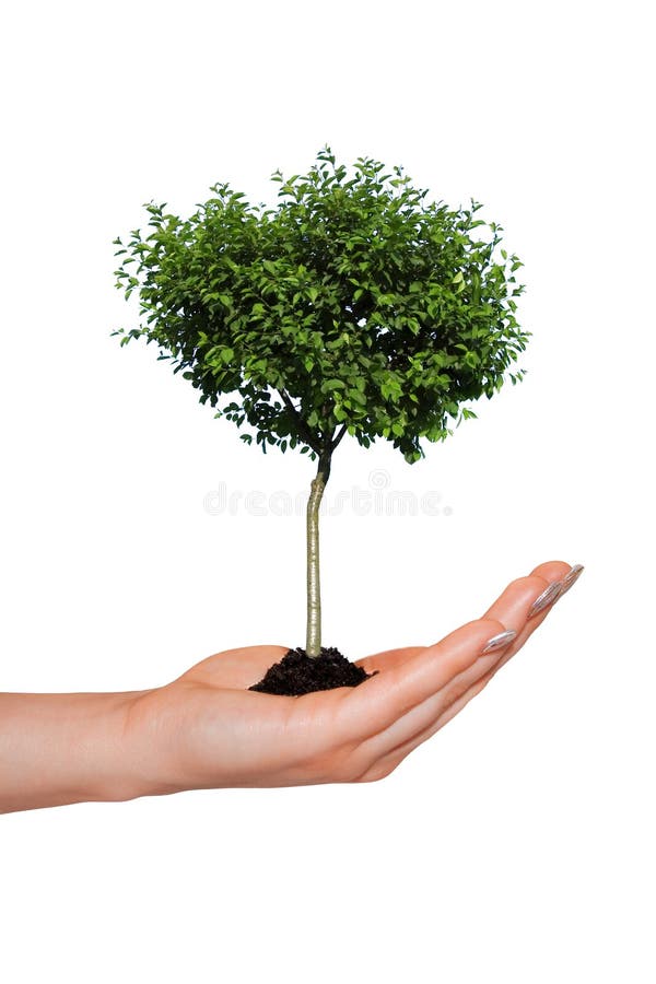 15,573 Hand Palm Tree Stock Photos - Free & Royalty-Free Stock Photos ...