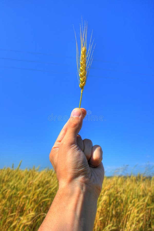 Grain stock photo. Image of handful, corn, beginning, crop - 2975620