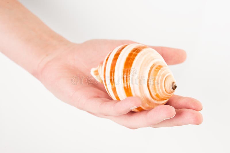 Hand And Shell Picture. Image: 5682083
