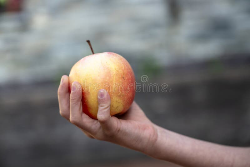 Hand of Aa Child Holding an Apple Stock Photo - Image of hand, snack ...
