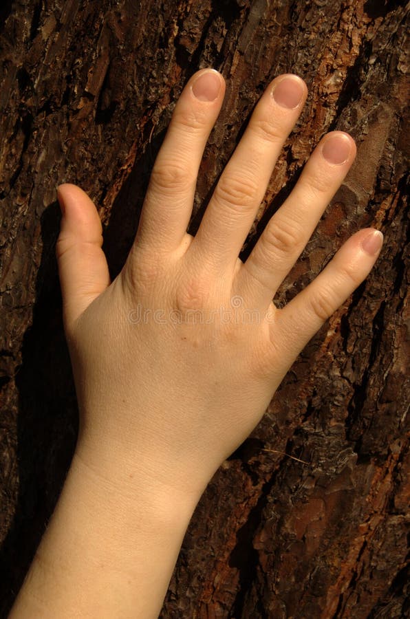 Hand against bark stock photo. Image of bark, obliquely - 842392