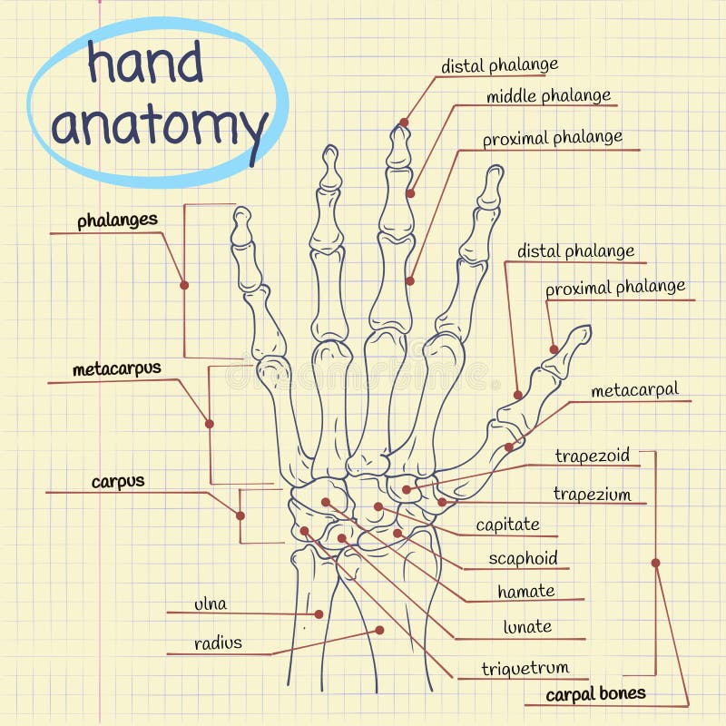 310+ Hand anatomy Free Stock Photos - StockFreeImages