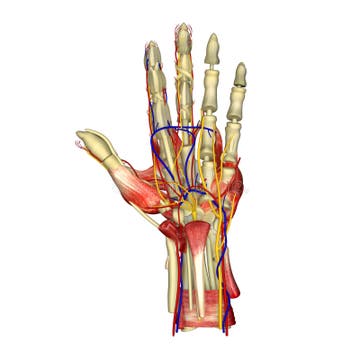 Anatomy Muscles Hand Wrist Stock Illustrations – 99 Anatomy Muscles ...